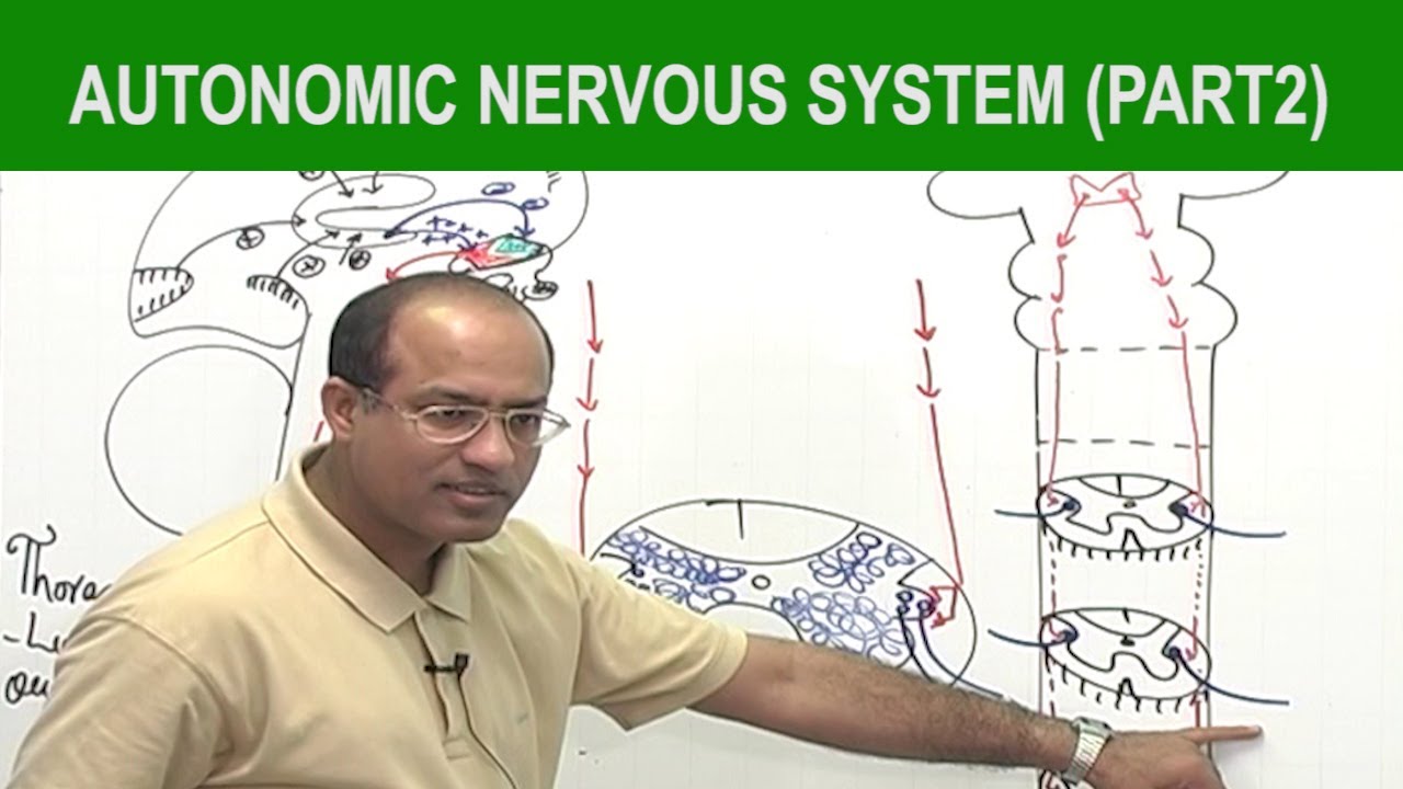 Autonomic Nervous System Neurology Neuroanatomy Part 2🧠Youtube