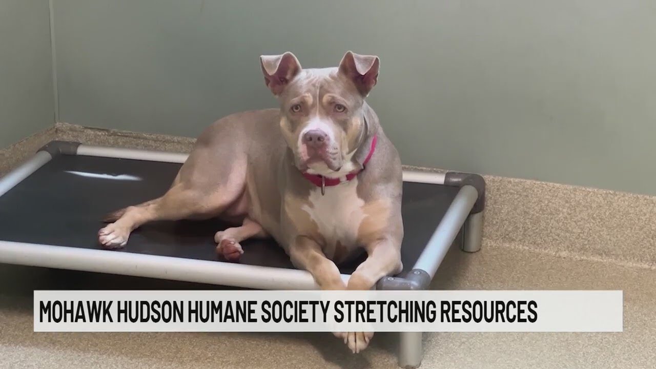 Adoption Fair at the Mohawk Hudson Humane Society - YouTube