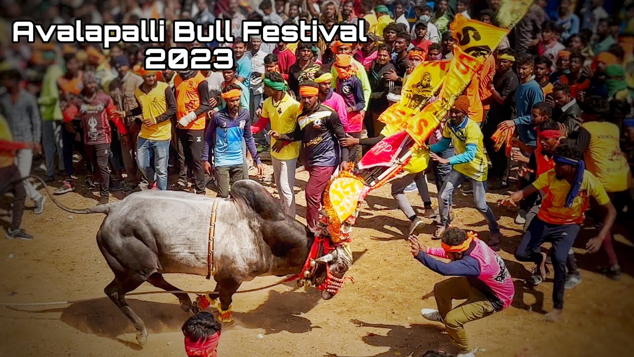 Avalapalli Dam Bull Festival 2023 ||Hori Habba Jallikattu - YouTube