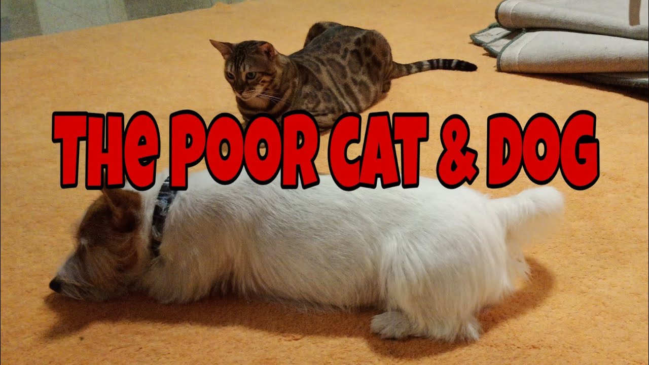 The Poor cat and dog - YouTube