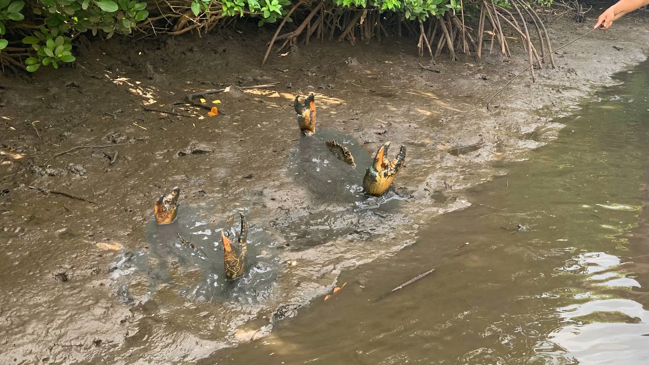 Amazing Catching Huge Mud Crabs at Swamp after Water Low Tide - YouTube