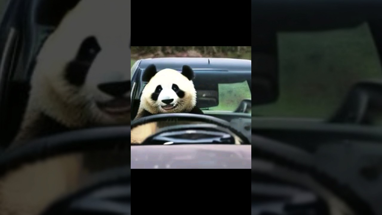 A panda driving a car, so funny - AI generated video, stunning - YouTube