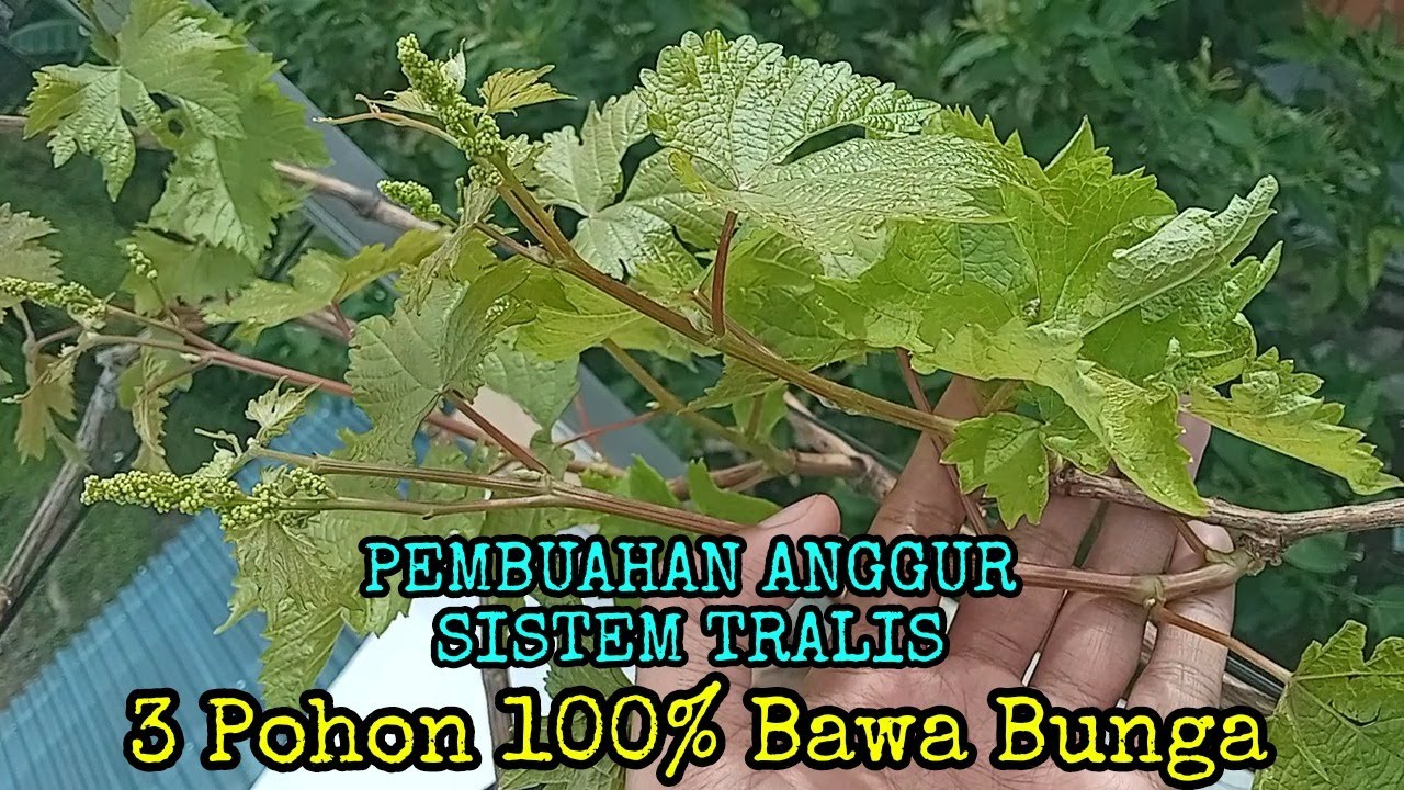 Update Pangkas Pembuahan Anggur Sistem Tralis Youtube