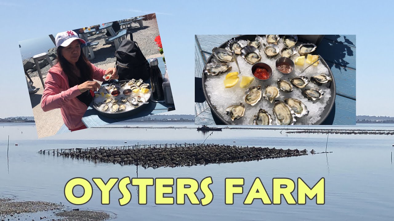Oysters Farm. Exploring the beautiful Taylor Shellfish Farms in WA ...