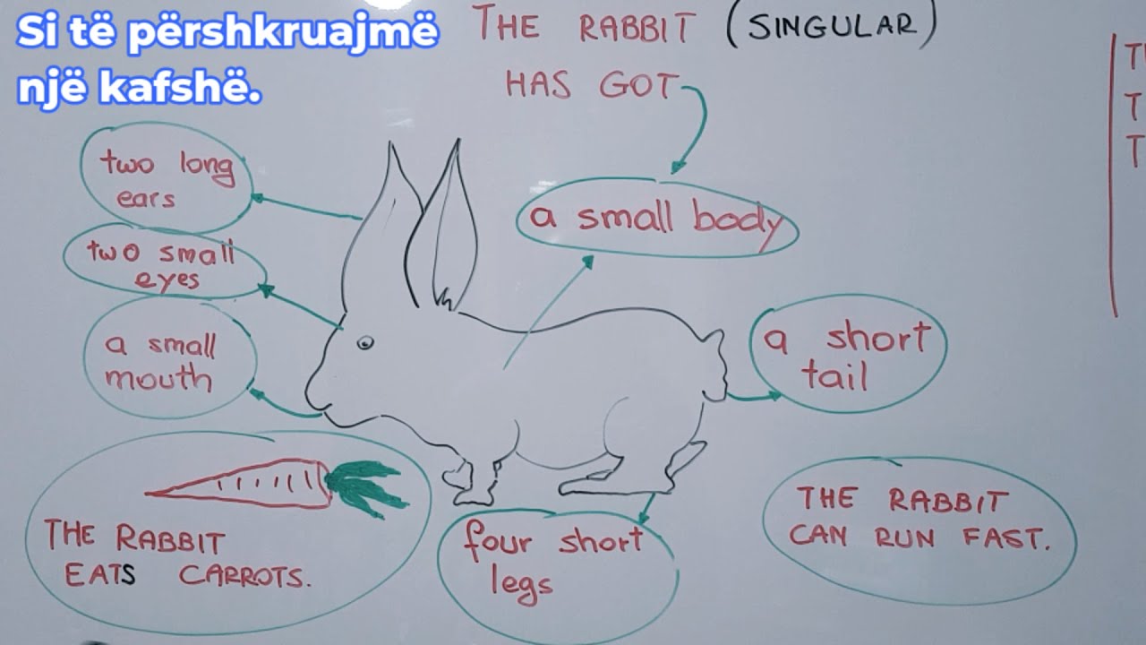 Si të përshkruajmë një kafshë në anglisht. - YouTube