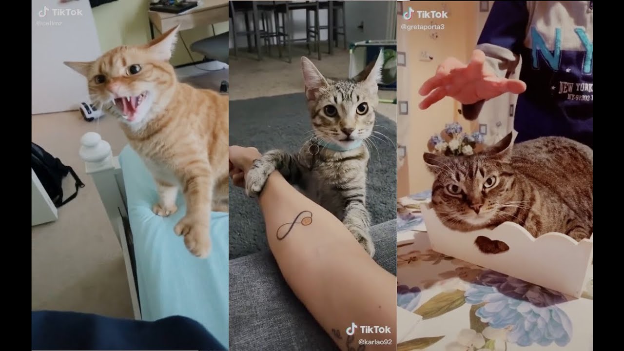 funny cats Tik Tok compilation #1 - YouTube
