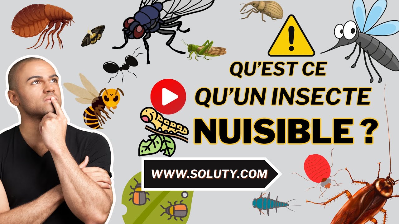 Qu'est ce qu'un insecte nuisible ? Quelques exemples de ravageurs ...