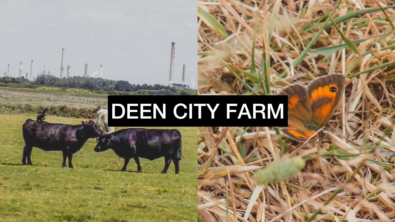 Deen city farm I Things to do in London I London Farm I Abbey Mills I ...