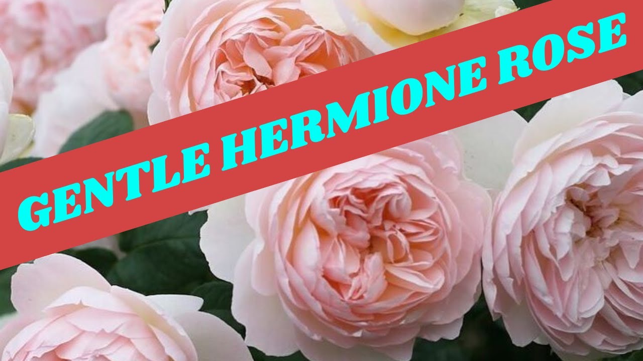 Gentle Hermione Rose / #Roses - YouTube