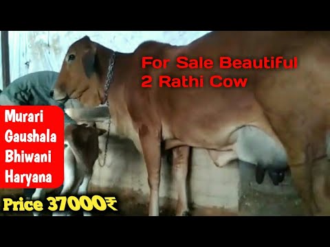 Murari Gaushala Bhiwani Haryana 2 Deshi Cow For Sale 👍|| Medium price ...
