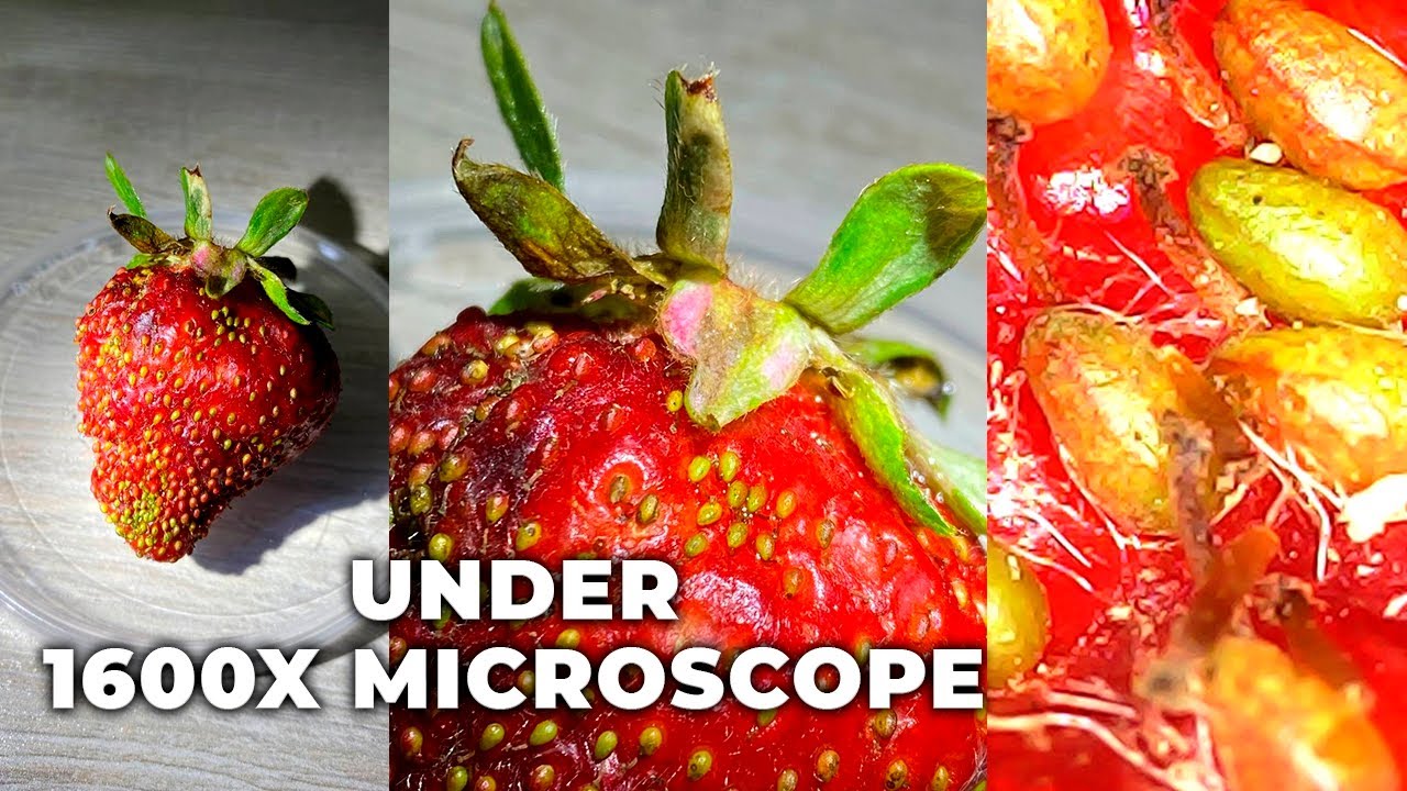 Strawberries Under The Microscope Microbes Under The Microscope Youtube