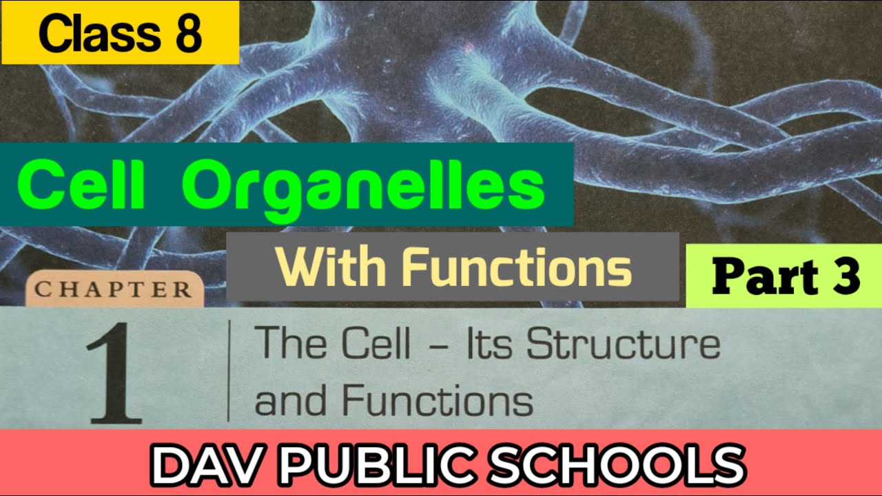DAV class 8 science chapter 1 The Cell - It's structure and functions ...