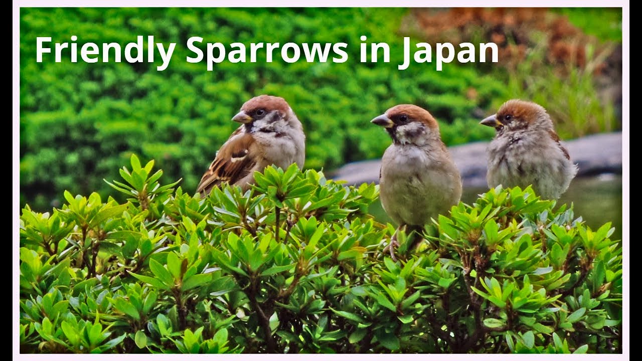 Friendly Sparrows in Tokyo | Bird Feeding | Tree Sparrows (雀, スズメ) in ...