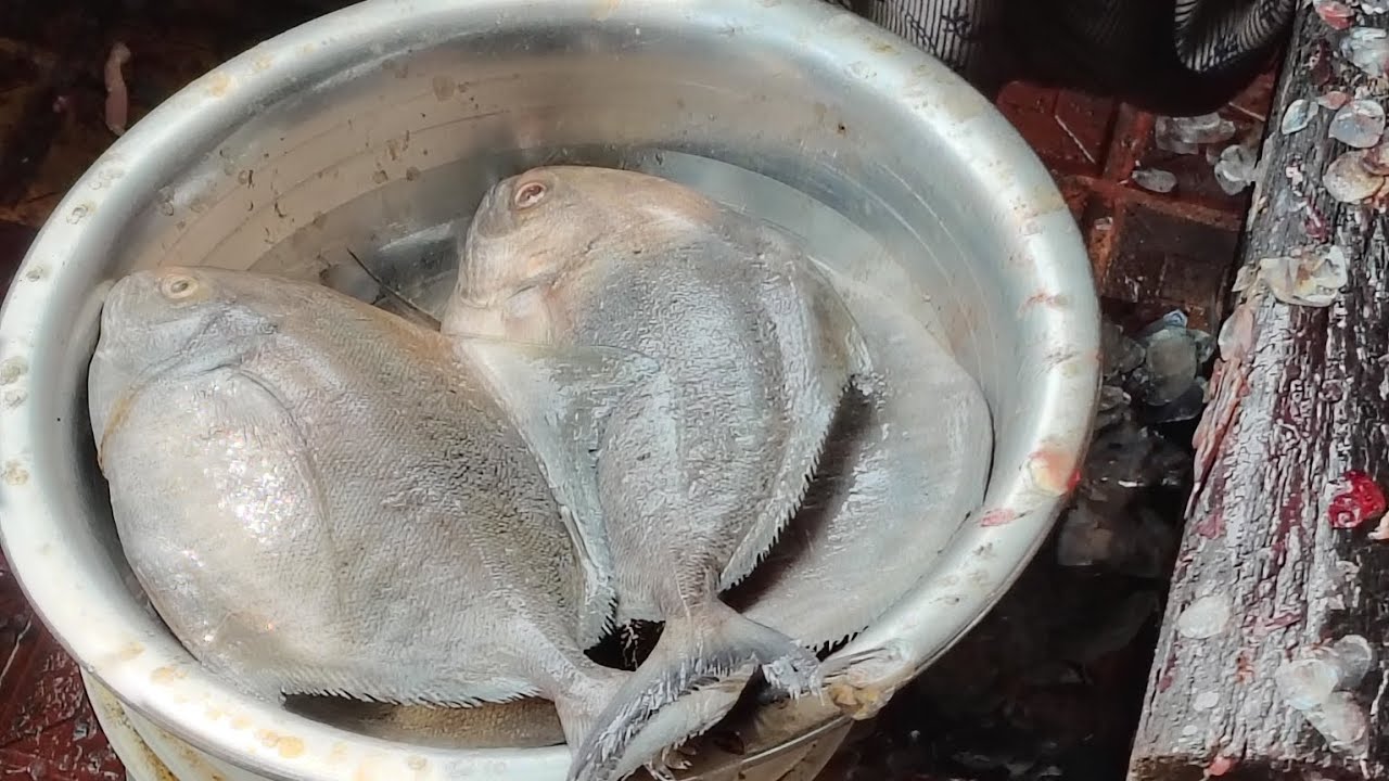 Mastering Black Pomfret Fish Cutting Like a Pro! - YouTube