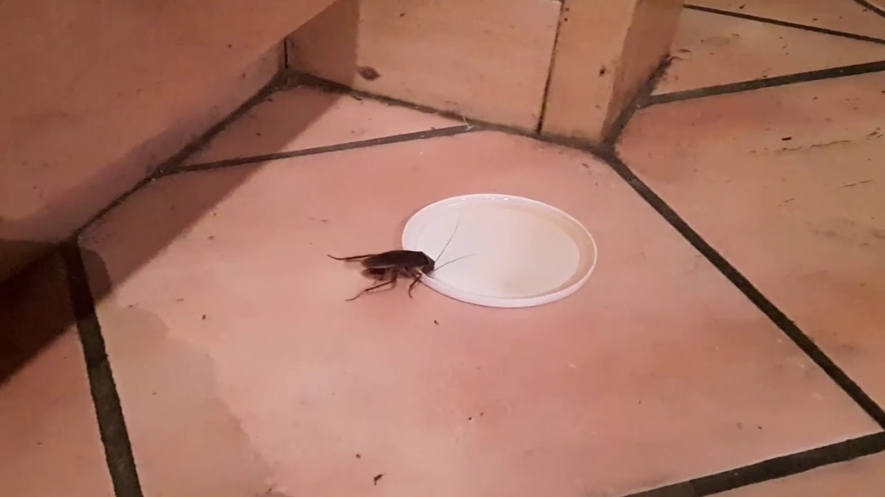 MY LITTLE COCKROACH FRIEND (Clip-6) Returns for his NIGHTLY MEAL! Funny ...