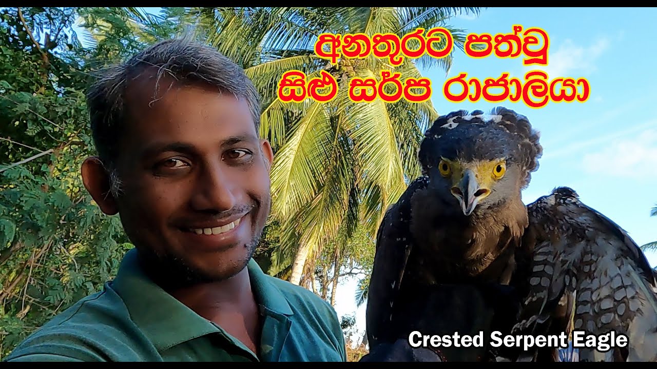 "Crested Serpent Eagle" - YouTube