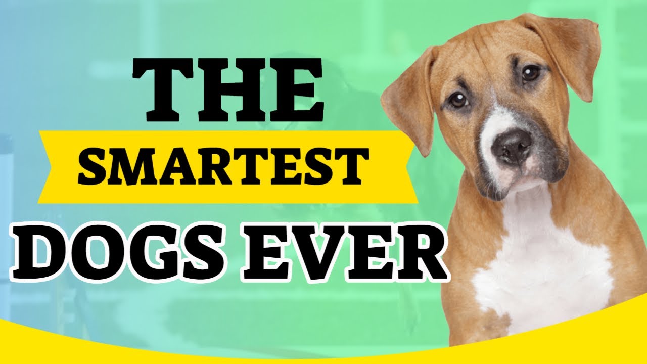 What Are The Top 20 Smartest Dogs