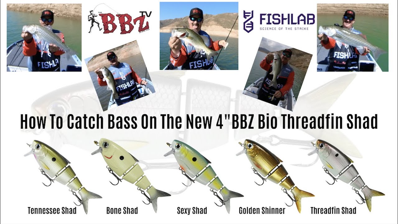How To Fish Castaic Lake Shad Bite With The All New BBZ Bio Shad From ...