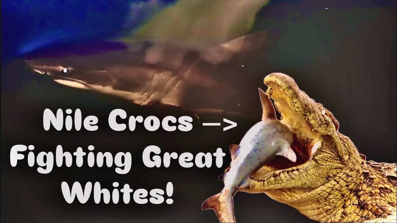 Crocs Vs Sharks: Nature’s Greatest Rivalry Explained! - YouTube