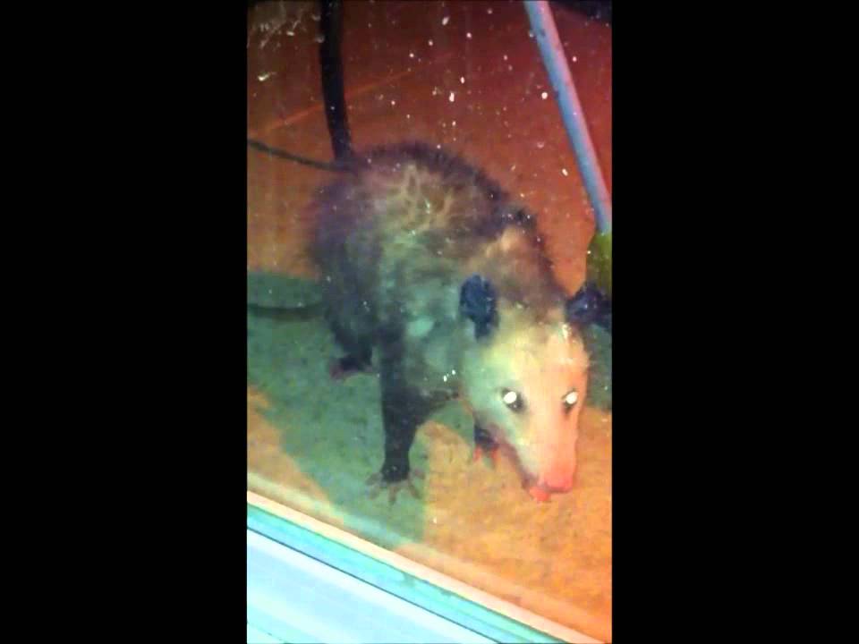 Possum dance - YouTube