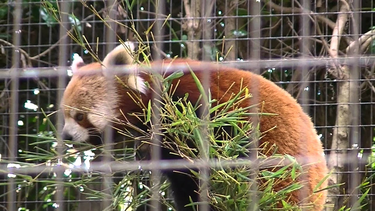 Red Panda Snacking - YouTube