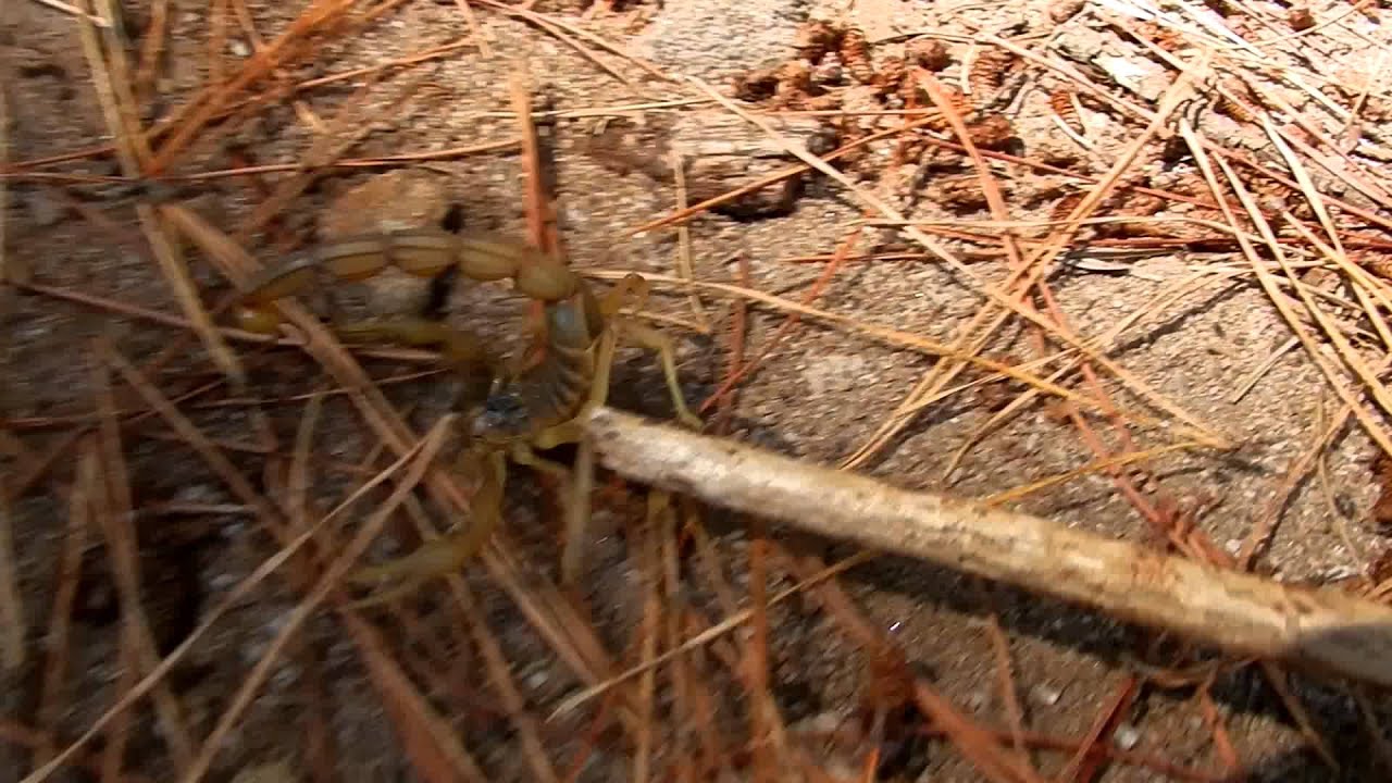 Escorpión amarillo. (Buthus ibericus) - YouTube