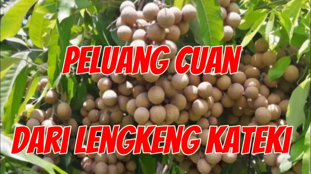 Kelengkeng Kateki dan Peluang Cuannya ( Part 1) || Bisa Panen Puluhan ...