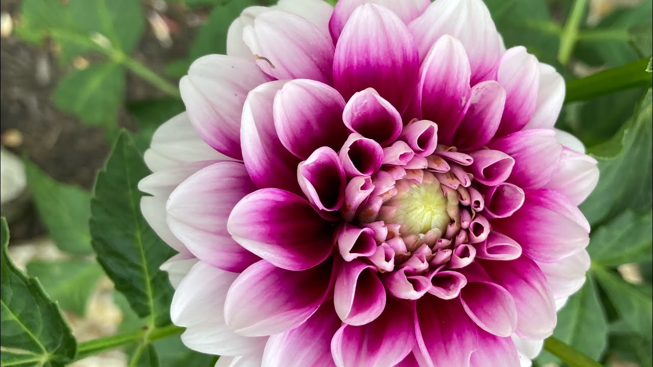 Dahlias Planting Through Bloom - Tuber Planting - Oh Honey, Santa ...