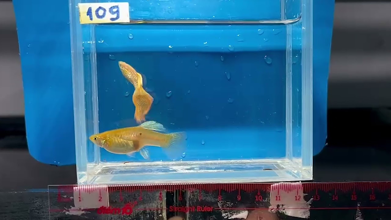 E Guppy Contest Vietnam 109 Delta - YouTube