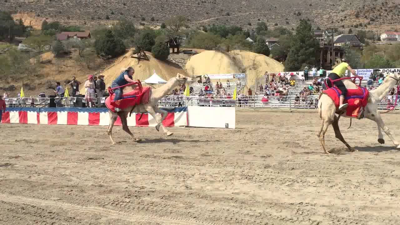Camel And Ostrich Races, September 11, 2015 - YouTube