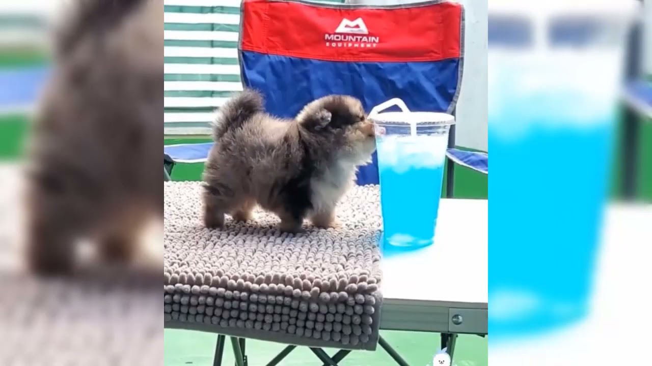 🤣Funny dogs doing things Funny Dog Videos 🐶 time to LAUGH with Dog's ...