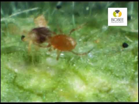 Predatory Mite Phytoseiulus persimilis - YouTube