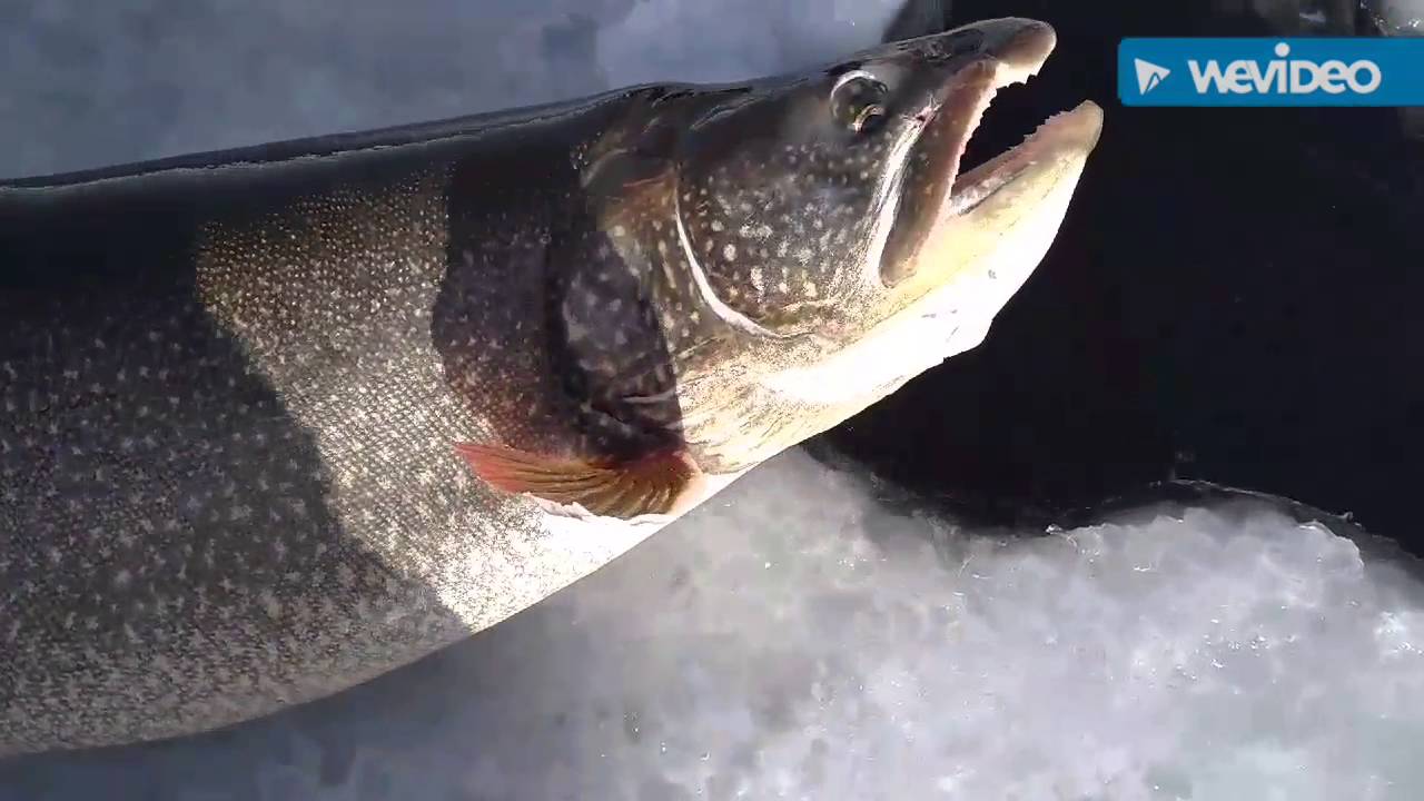 3 20lb+ lake trout in 2 days - YouTube