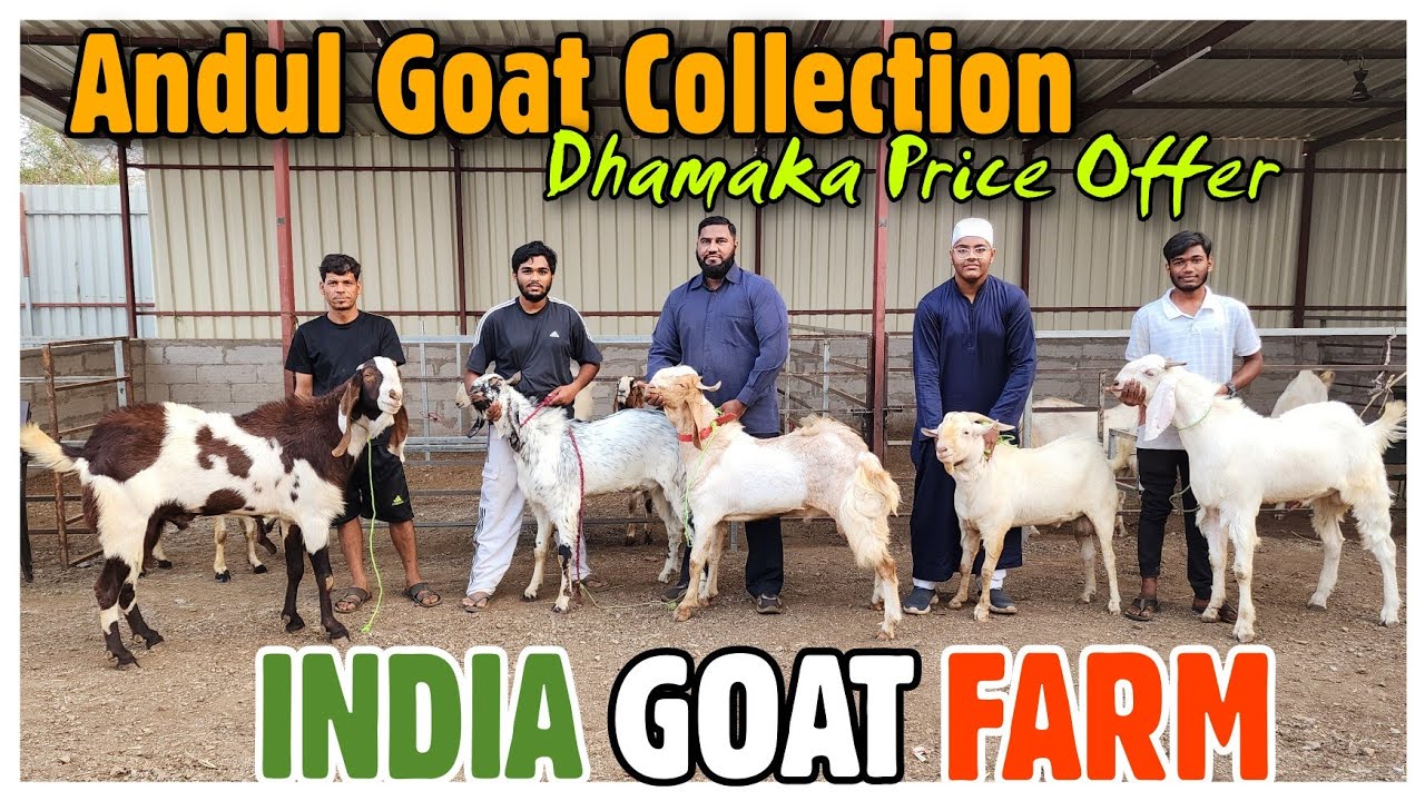 Dhamaka Price Offer At INDIA GOAT FARM Uttarshiv | Andul Goat ...