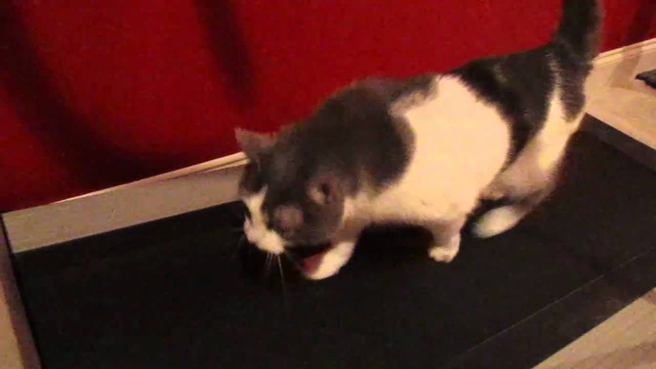 Molly The Cat Workout Video - YouTube