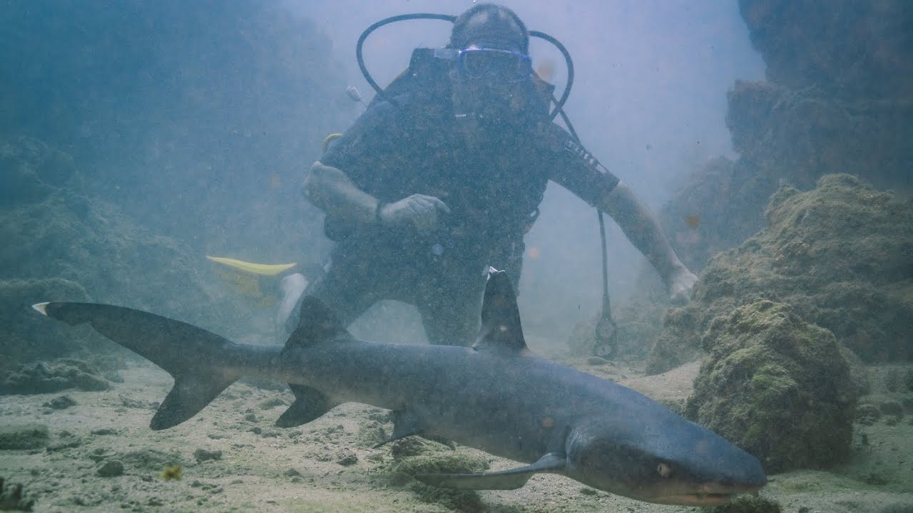 Scuba Diving in Cano Island with Costa Rica Dive and Surf - YouTube