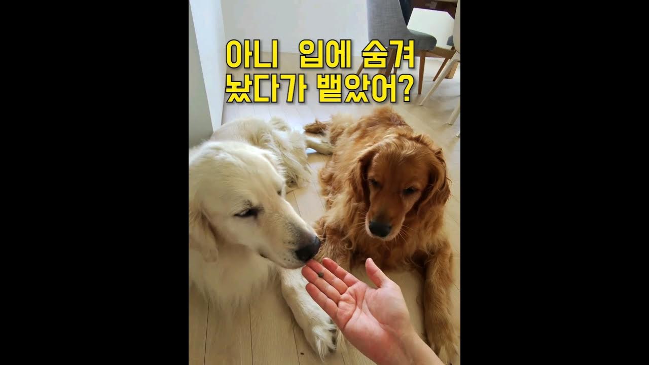 연어사료는 싫어하지만 연어는 좋아하는 골든리트리버 골든리트리버 강아지 간식 Youtube