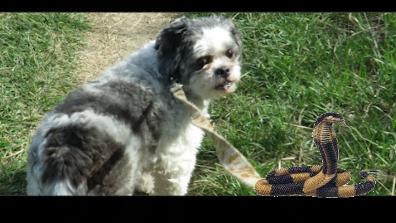 Dog Vs Snake - YouTube
