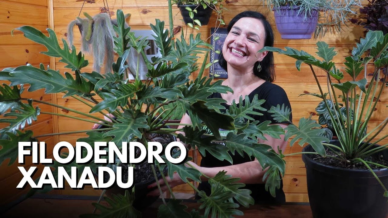 Filodendro Xanadu - Maravilhosa folhagem para sua Urban Jungle! - YouTube