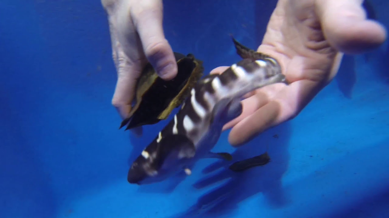 Zebra Shark Baby Born at The Deep | The Deep Hull - YouTube