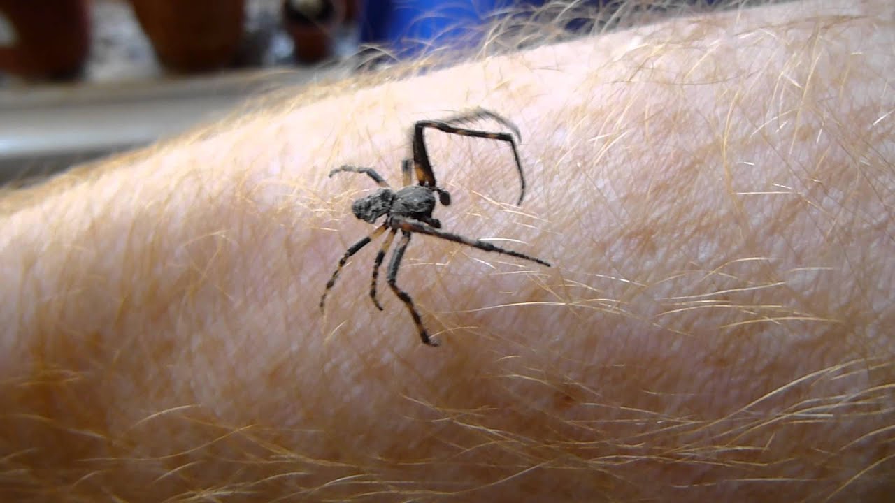 Invisible Spider? - YouTube