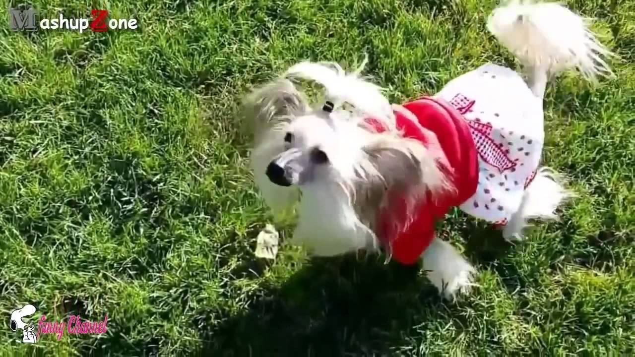 Best Funny Talking Dog Compilation 2016 Funny dog Videos - YouTube