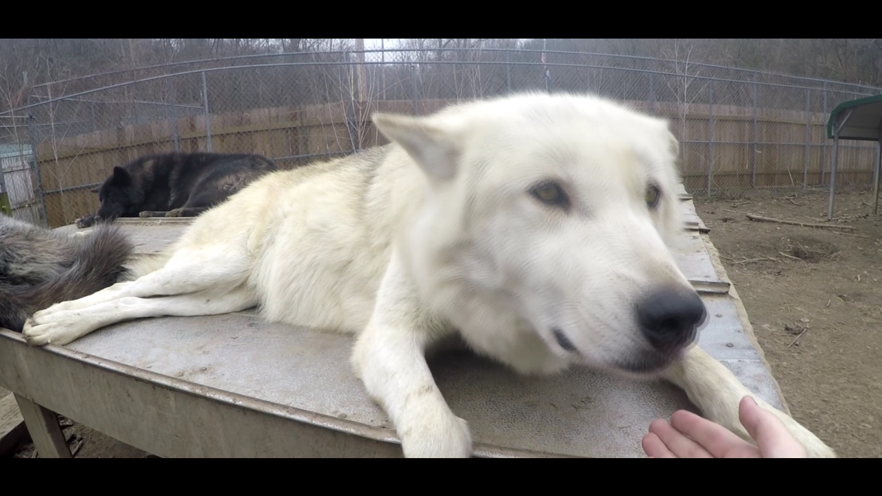 Wolf Habitat - Interacting with Wolves?! - YouTube