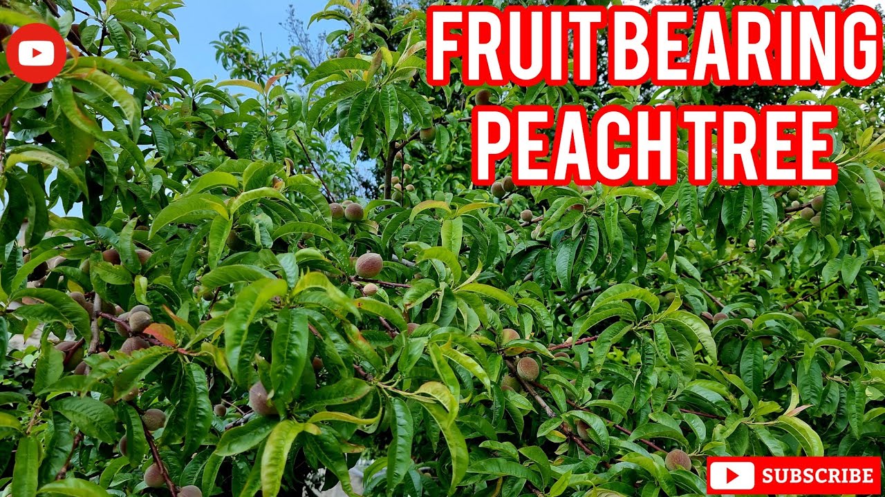 Our Fruit Bearing Peach Tree - YouTube