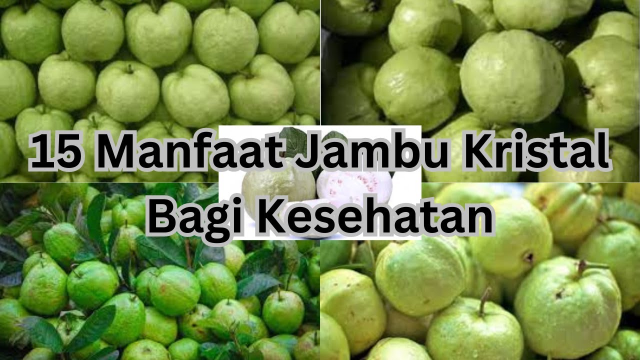 Manfaat Jambu Kristal 15 Manfaat Jambu Kristal Bagi Kesehatan Youtube