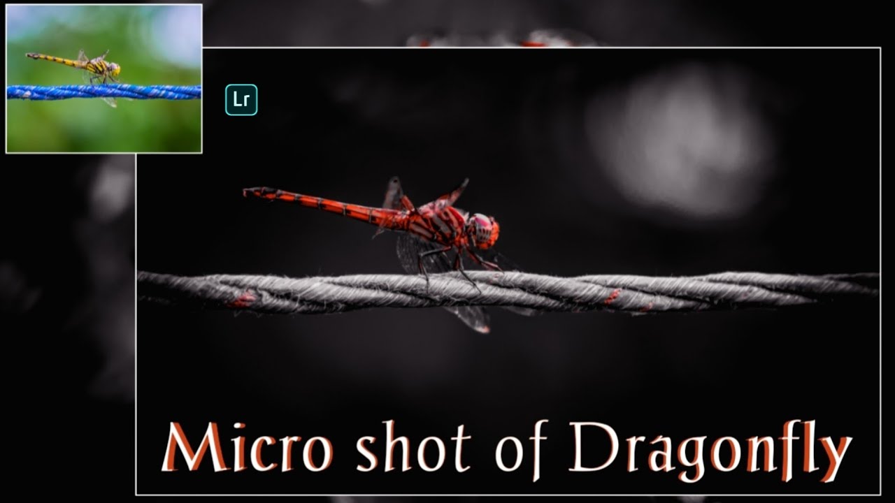 Micro shot of Dragonfly | Lightroom Mobile Photo Editing Tutorial Video | Red Effect Preset ...