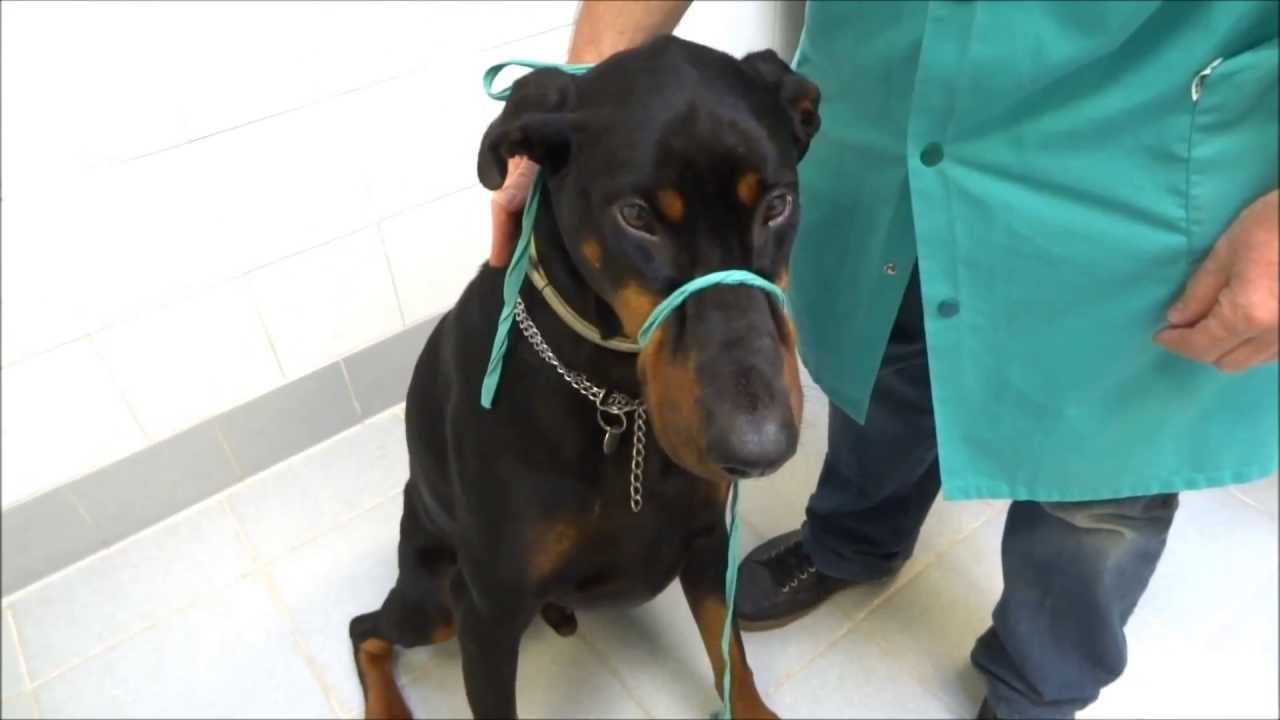 La technique pour museler un chien avec un lacet - YouTube