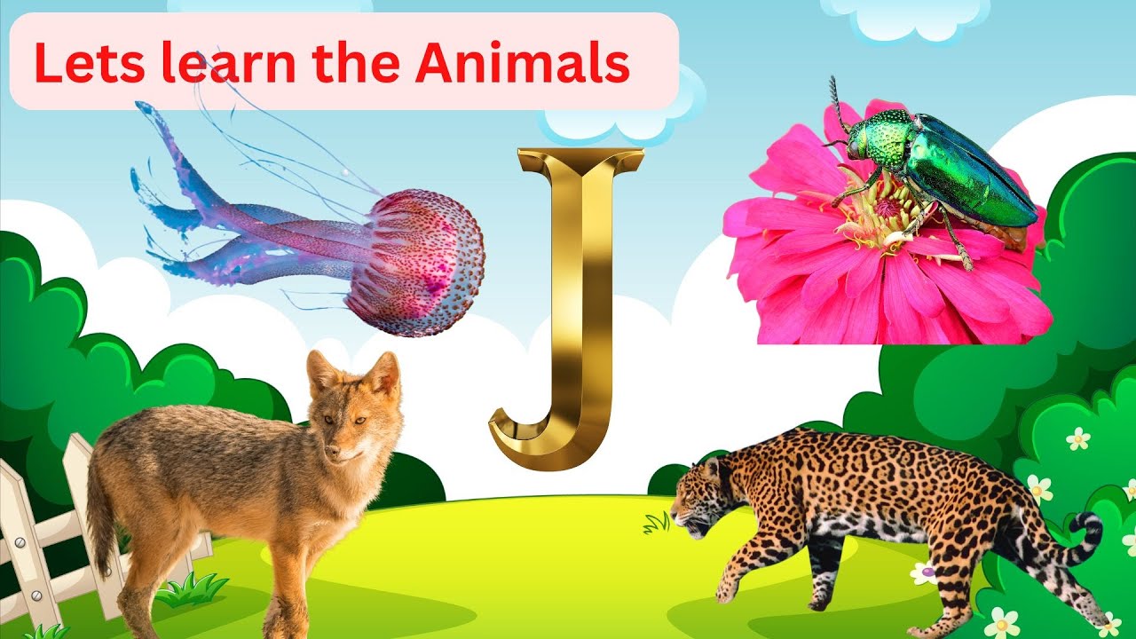 Learn the Animal- letter J - YouTube