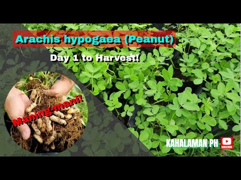Maning-mani mag tanim nang Mani (Arachis hypogaea). - YouTube