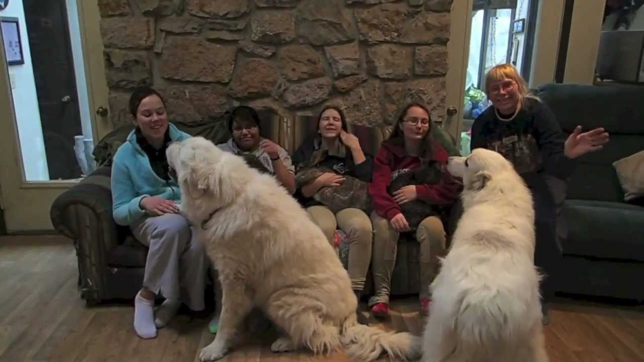 Petco Foundation Awards Funds to The Gress Mountain Ranch - YouTube